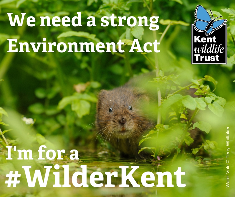 Stand up for a Wilder Kent | Kent Wildlife Trust