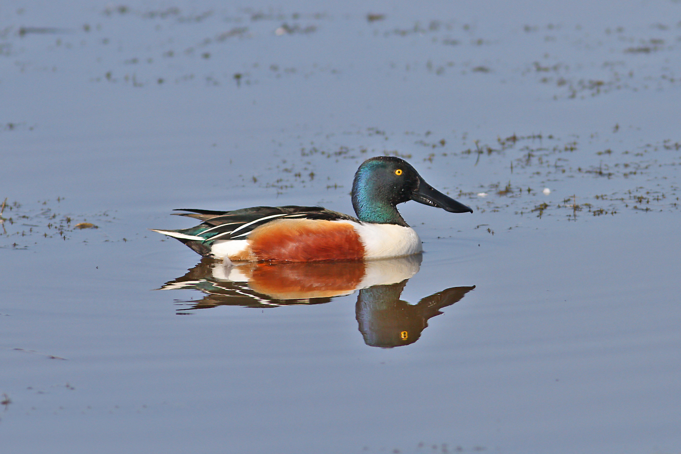 How to identify dabbling ducks | Kent Wildlife Trust
