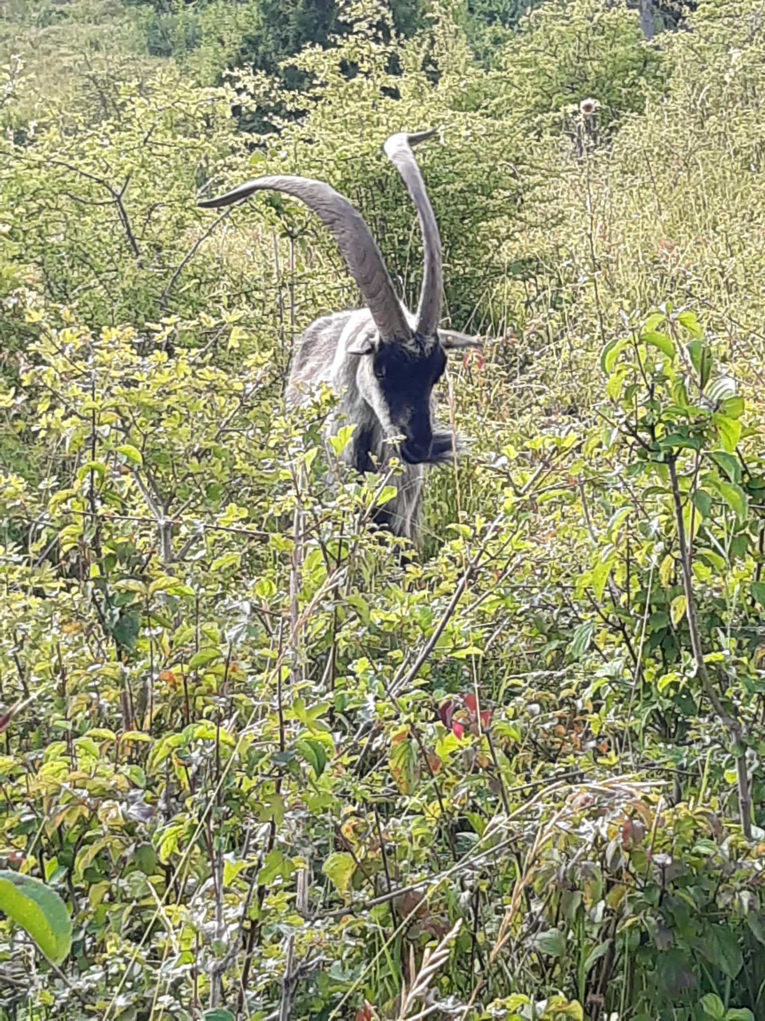 Feral goats | Kent Wildlife Trust