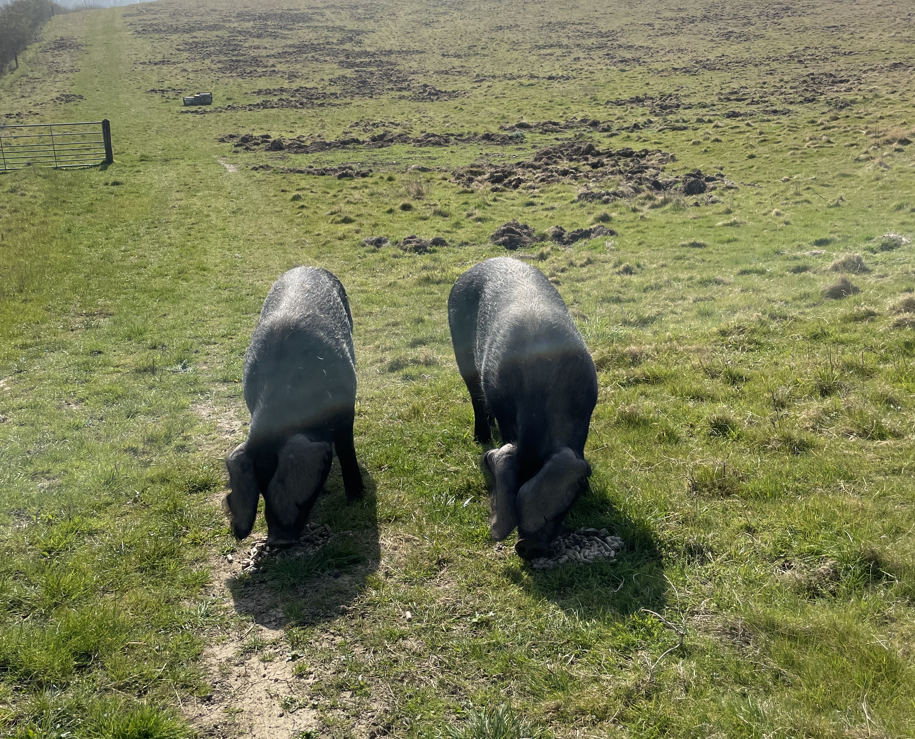 Large black pigs | Kent Wildlife Trust