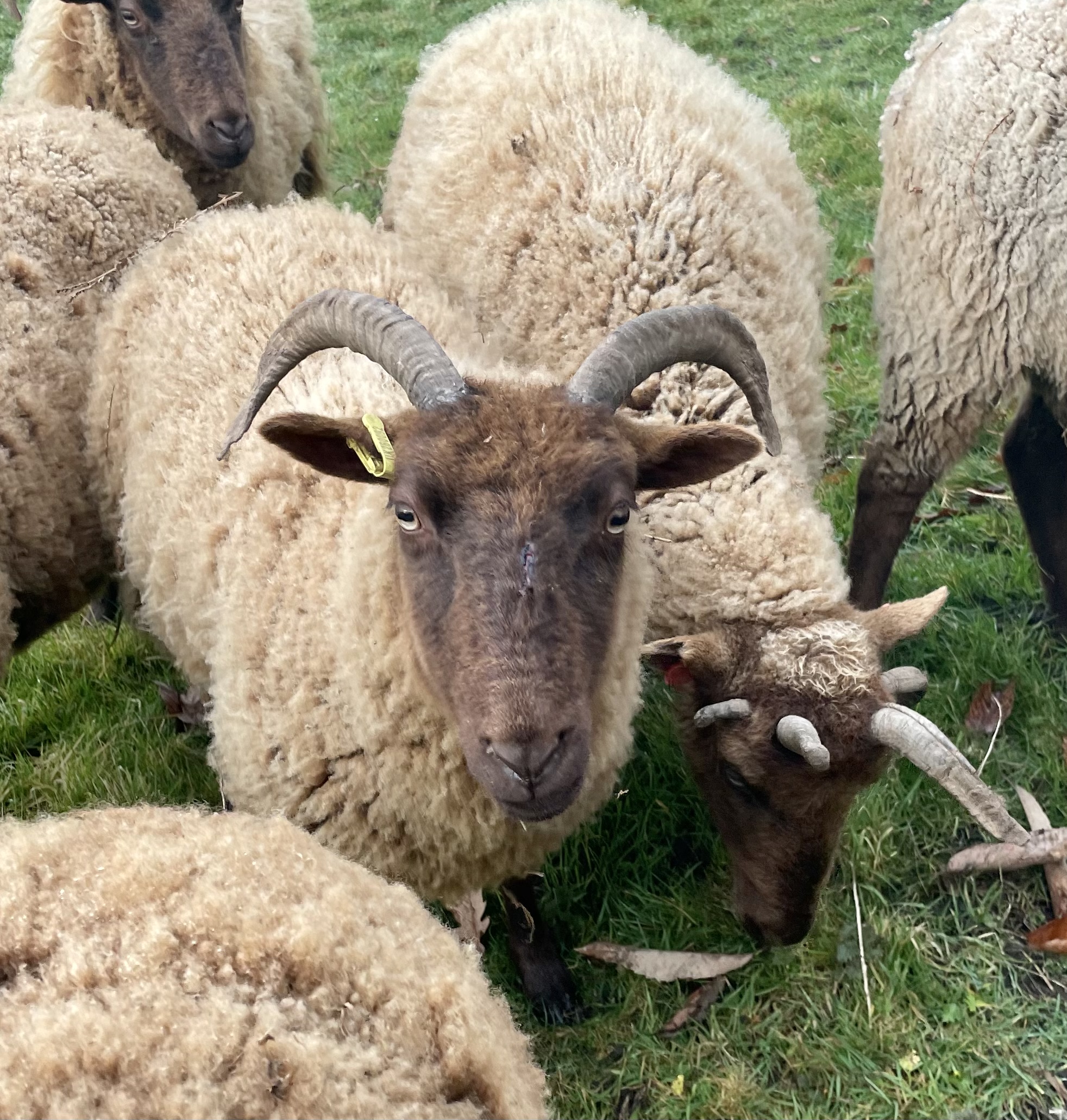 Manx sheep | Kent Wildlife Trust