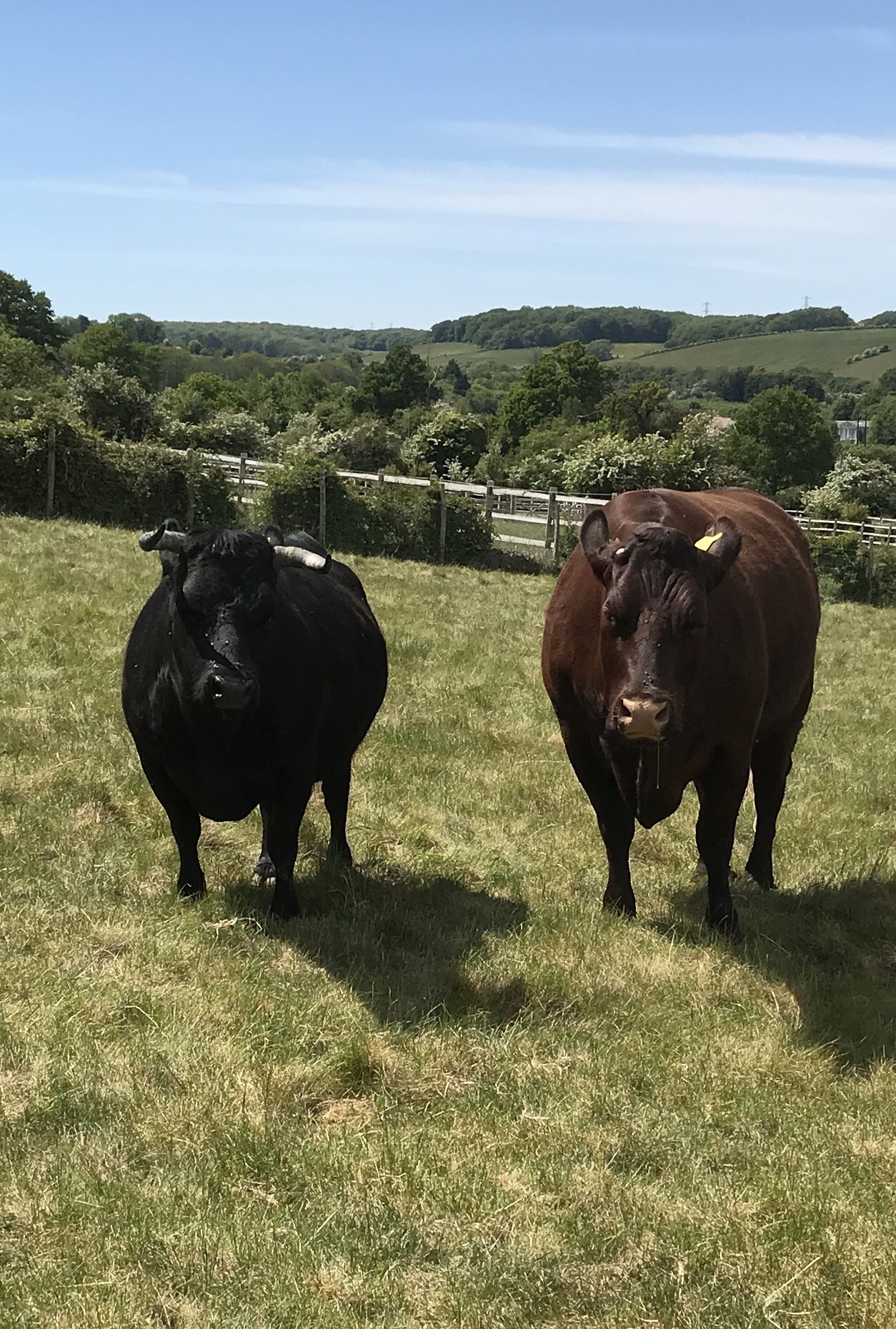 Dexter Cattle | Kent Wildlife Trust