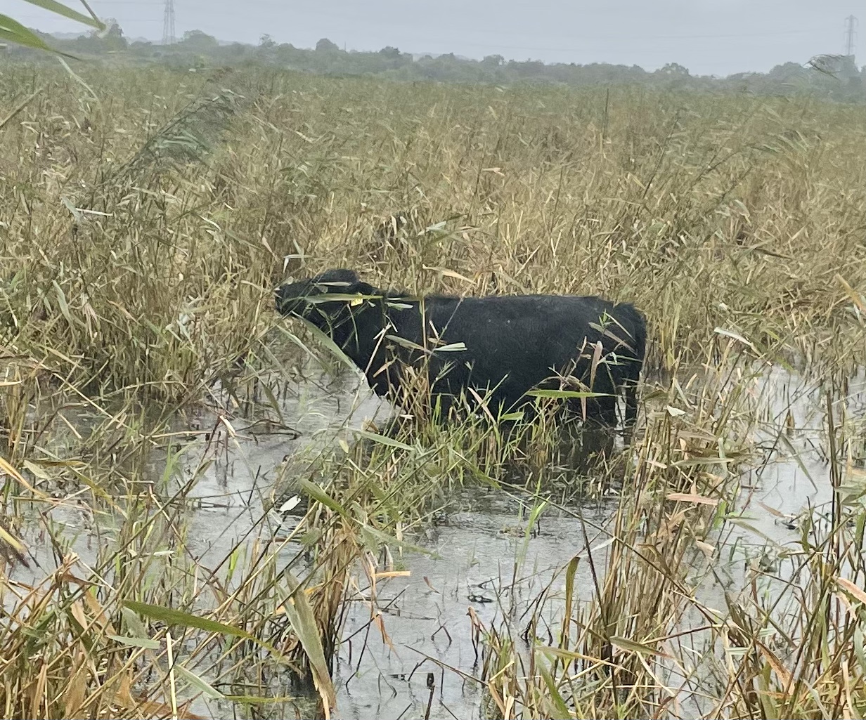 Angus cross cattle | Kent Wildlife Trust