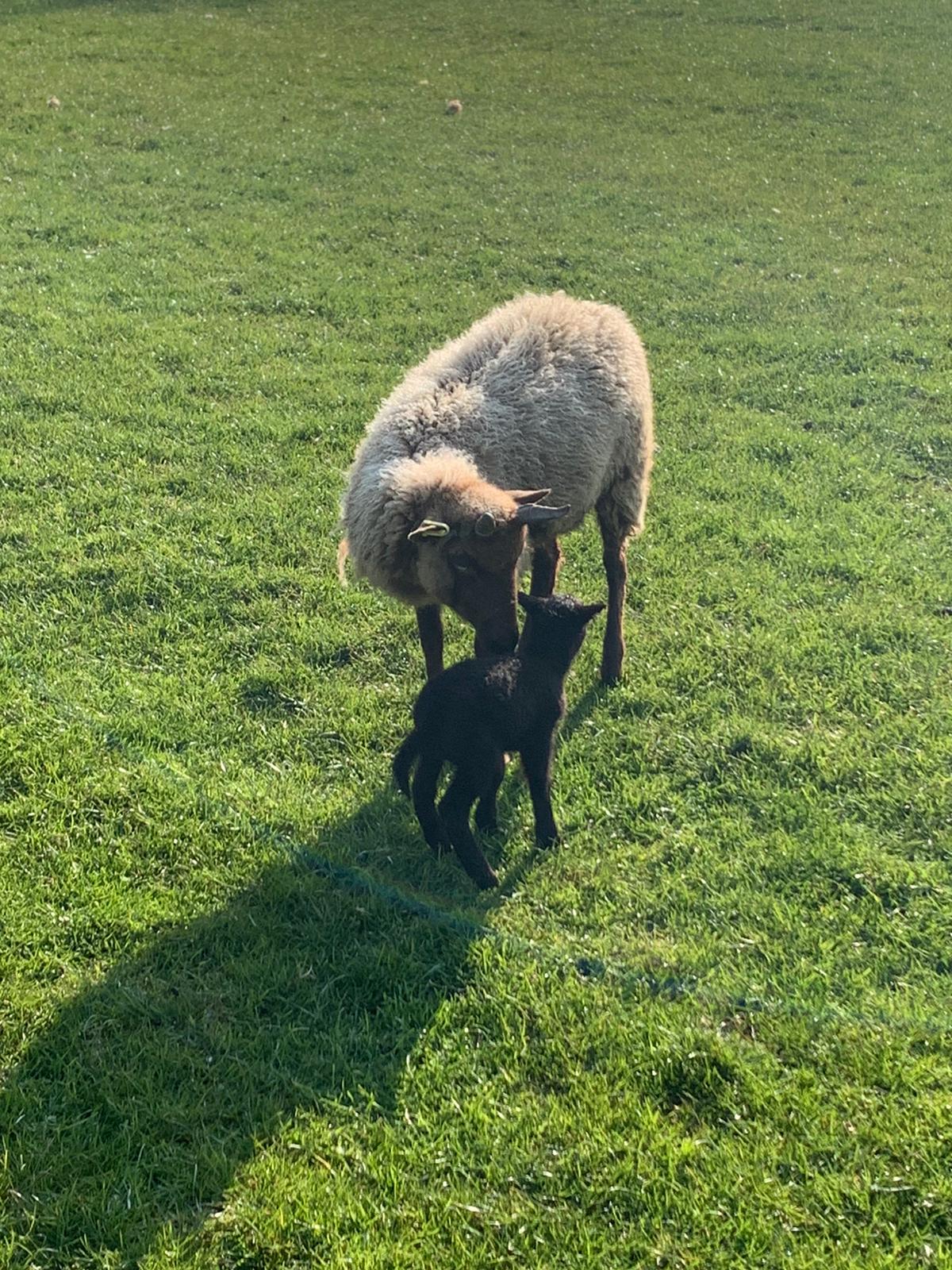 Manx sheep | Kent Wildlife Trust