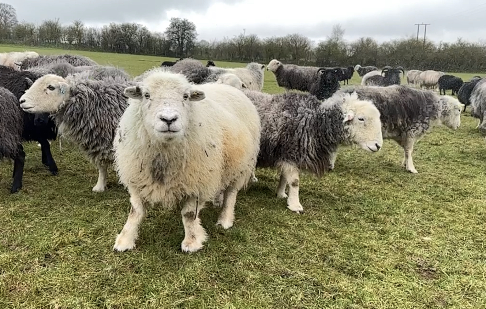 Herdwick sheep | Kent Wildlife Trust