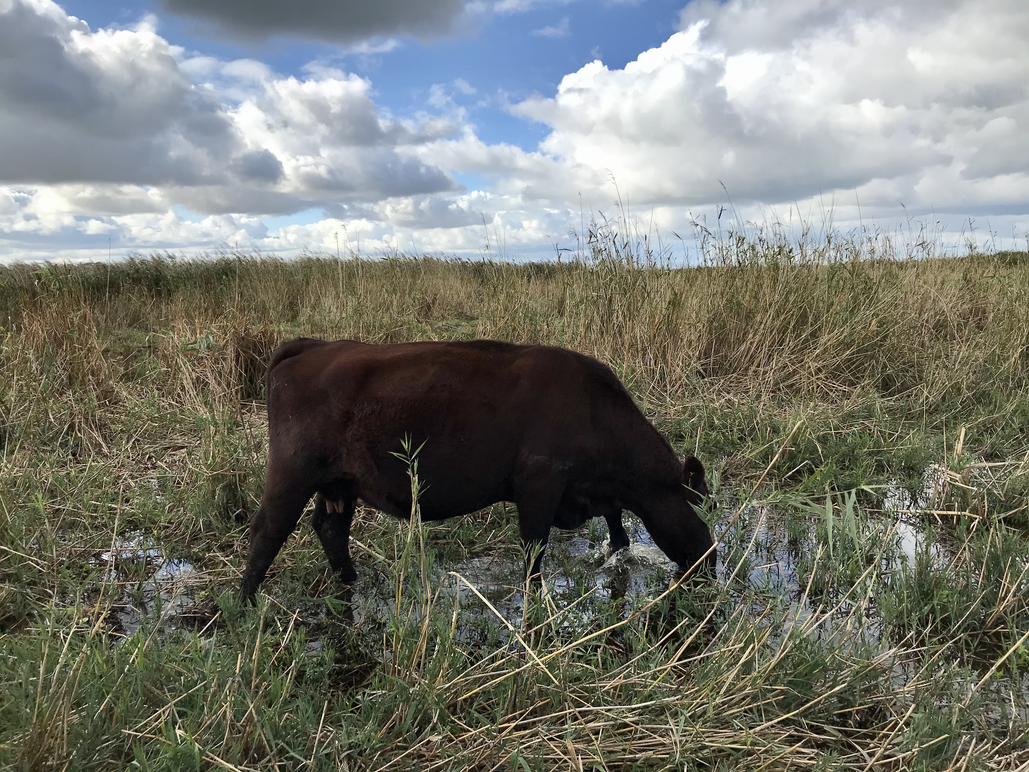 Sussex Cattle | Kent Wildlife Trust