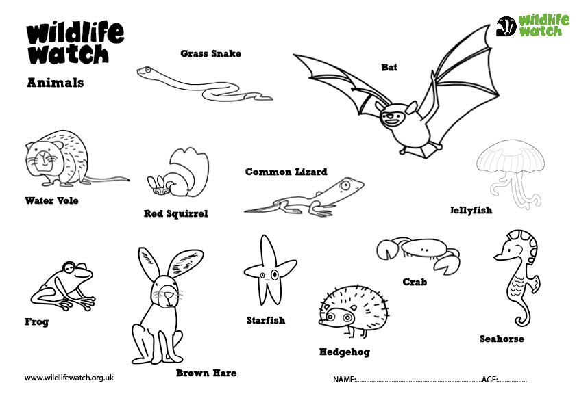 Education Resources | Kent Wildlife Trust