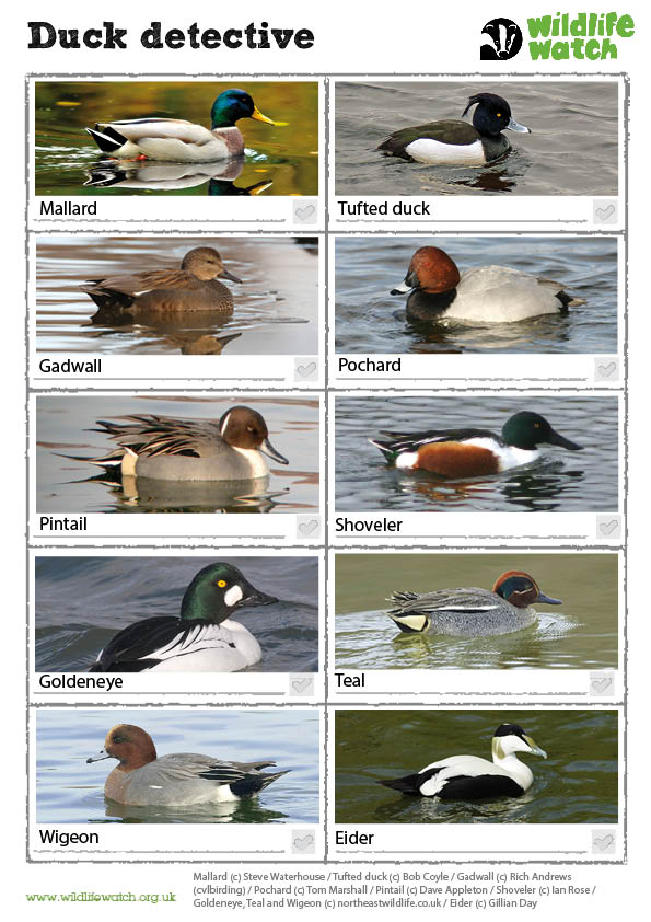 Education Resources | Kent Wildlife Trust