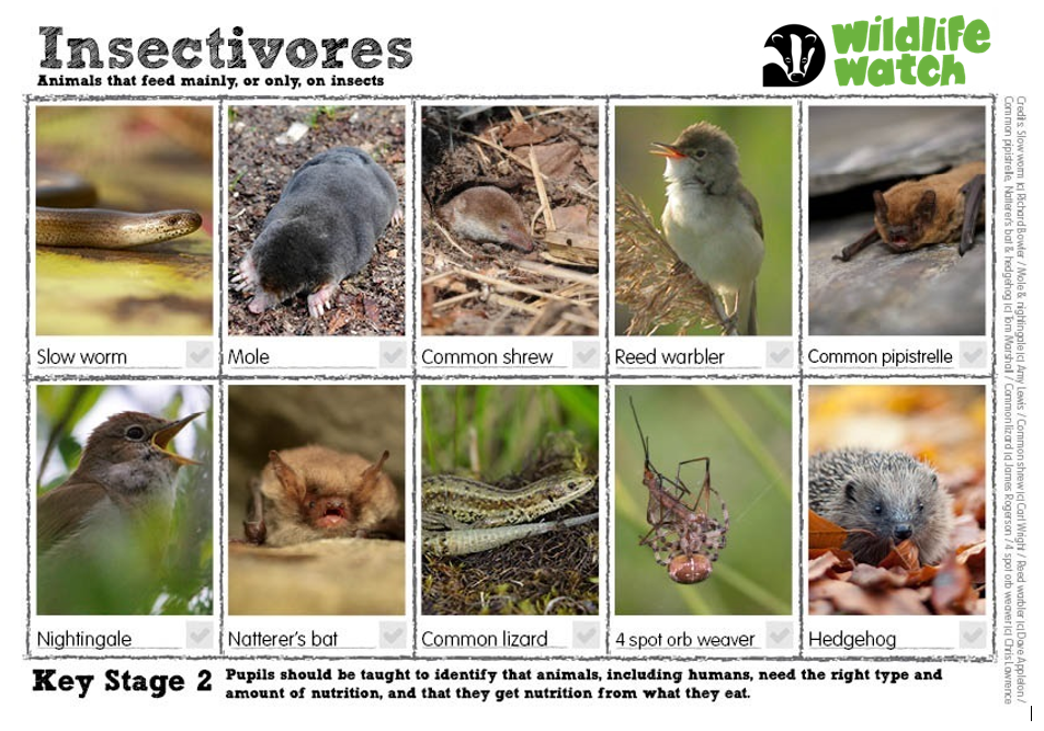 Education Resources | Kent Wildlife Trust