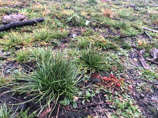 Restoring Bogs and Peatland | Kent Wildlife Trust