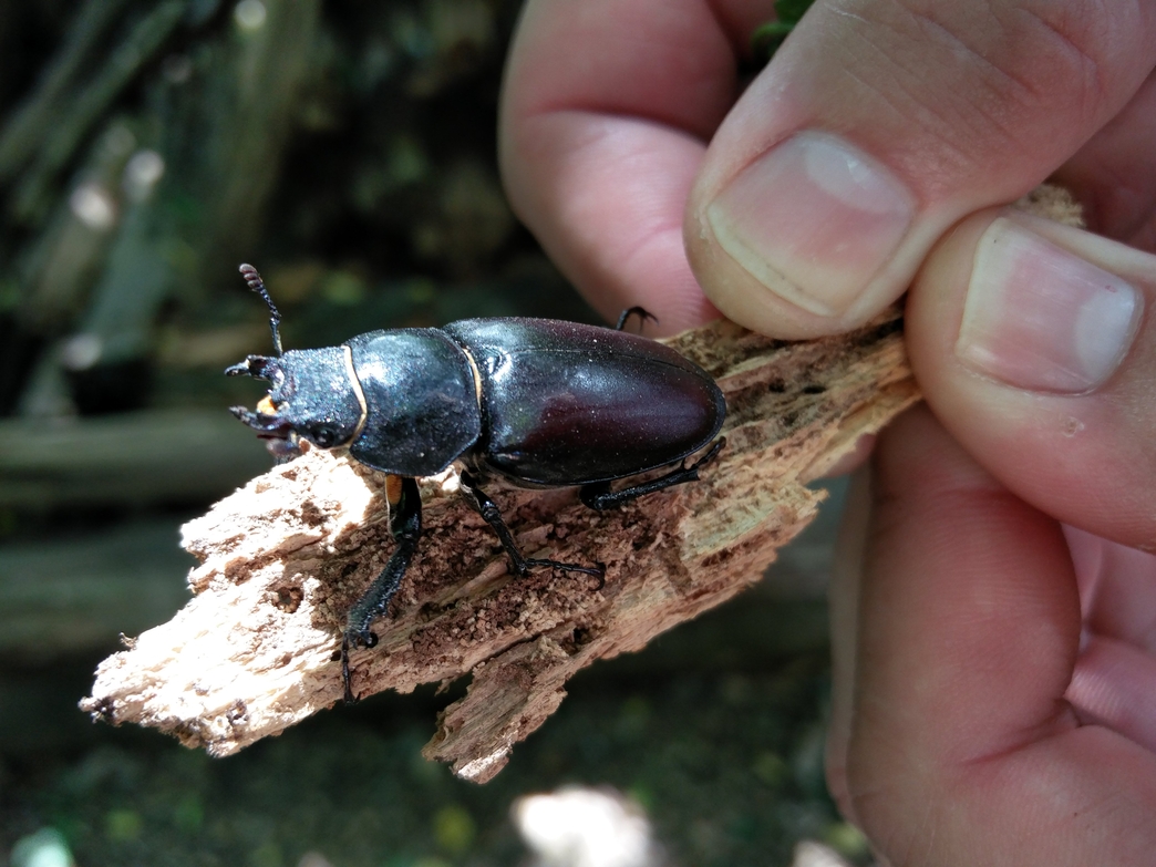 Magical Minibeasts | Kent Wildlife Trust