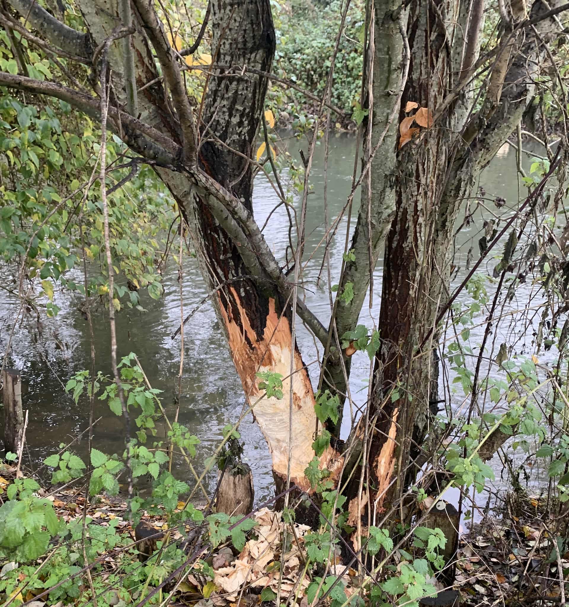 All about beavers in Kent! | Kent Wildlife Trust