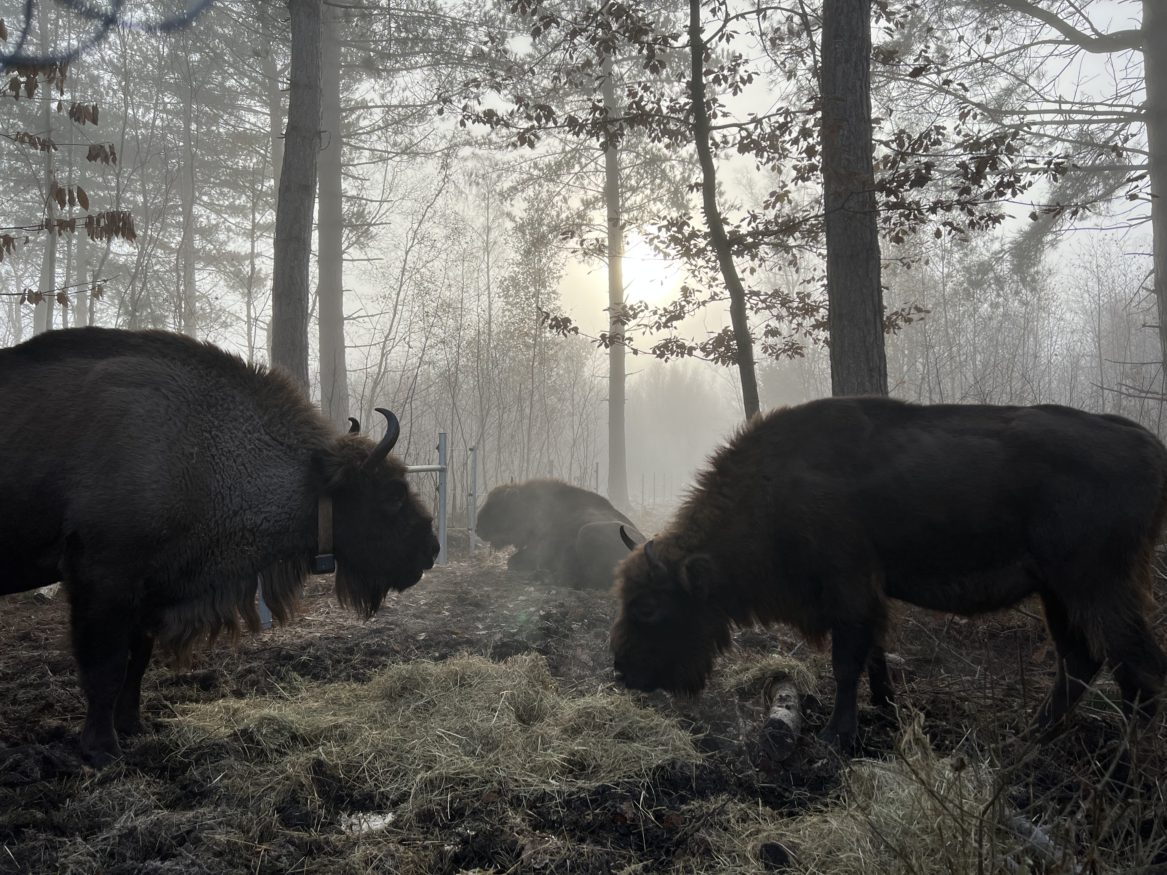 Bison Ranger Experiences: A Morning at West Blean | Kent Wildlife Trust