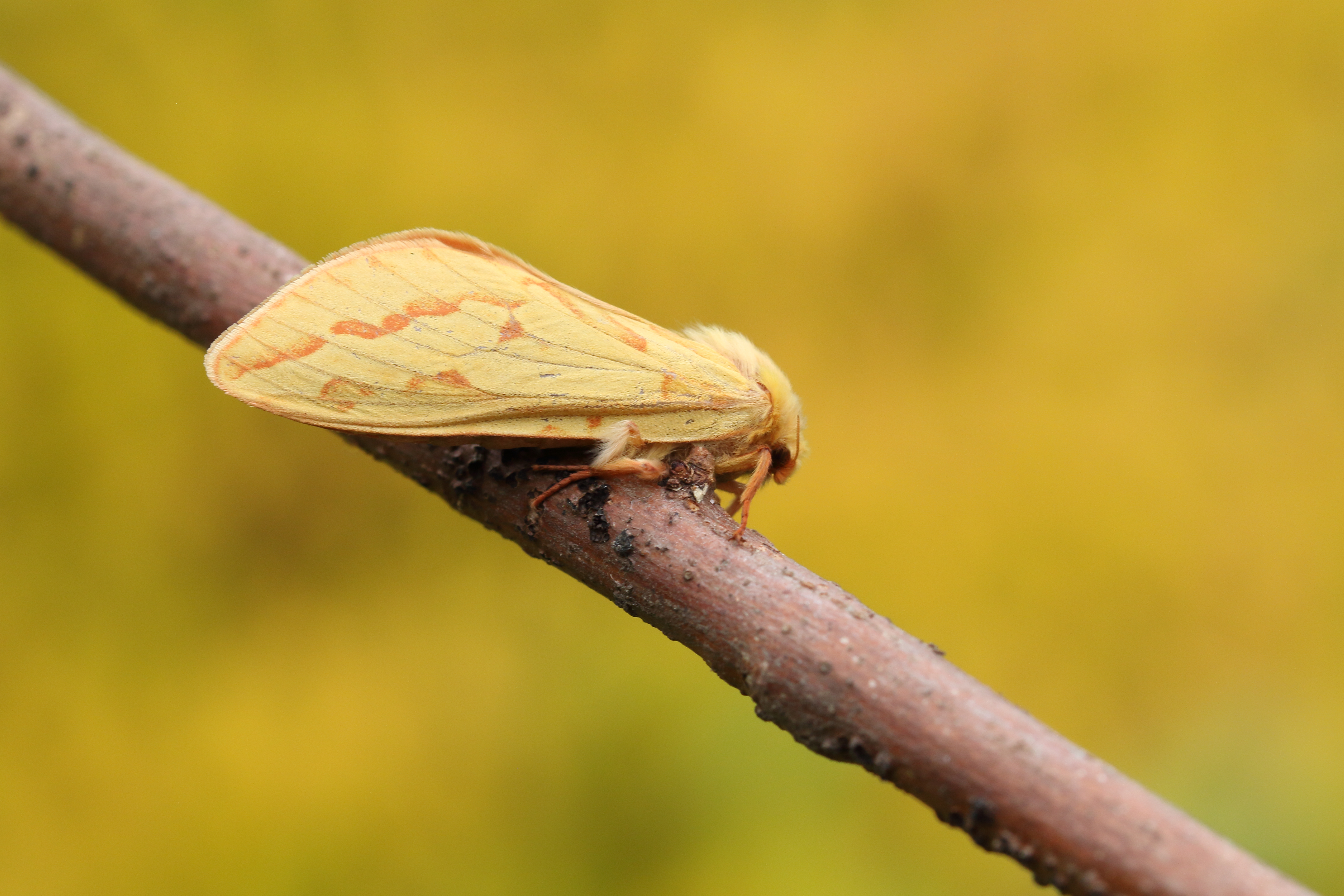 Ghosts, Goblins and Witches | Kent Wildlife Trust