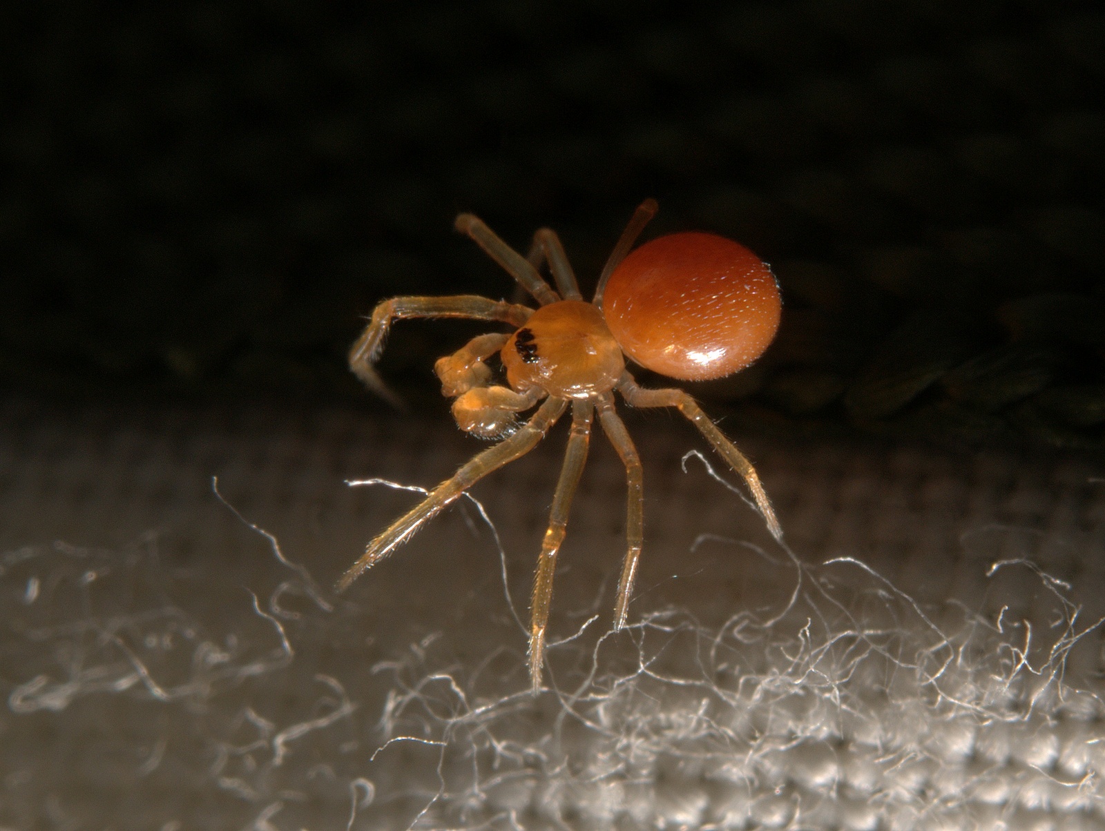 Ghosts, Goblins and Witches | Kent Wildlife Trust