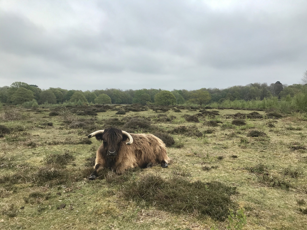 Highland cattle | Kent Wildlife Trust