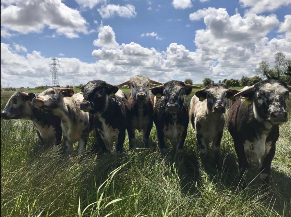 Meet the Wilder Blean conservation grazers | Kent Wildlife Trust