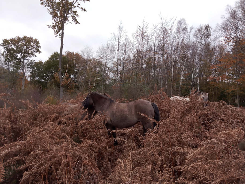 Konik ponies | Kent Wildlife Trust