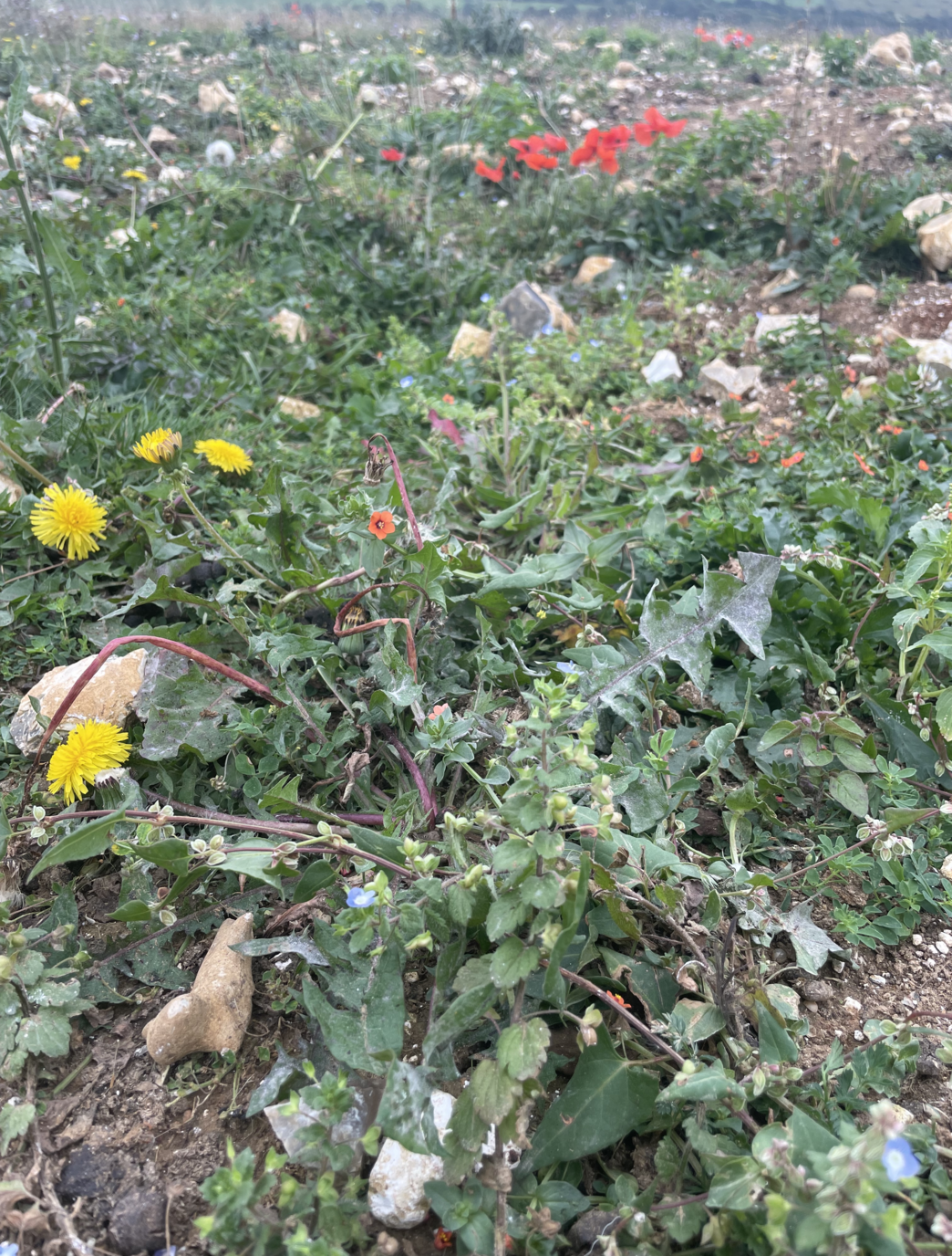 Pigs and wildflower meadows | Kent Wildlife Trust