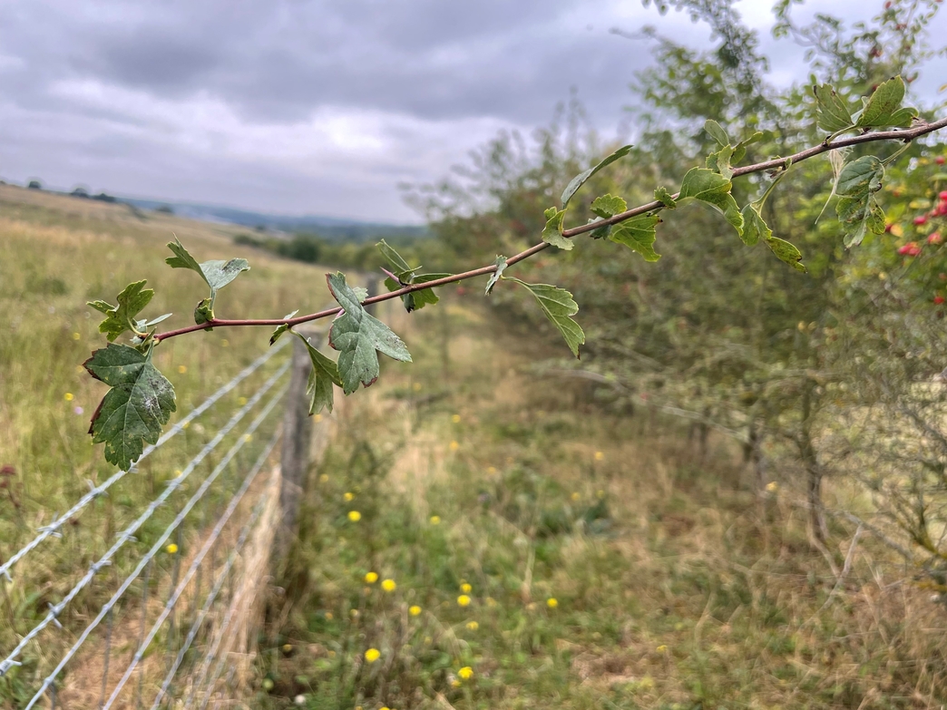 Sheep and Bramble Control | Kent Wildlife Trust
