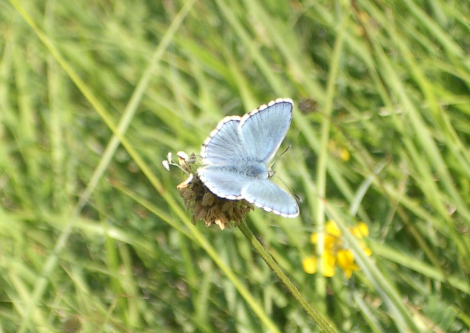 Beguiled by blues – A guide to 'Blue' butterflies | Kent Wildlife Trust