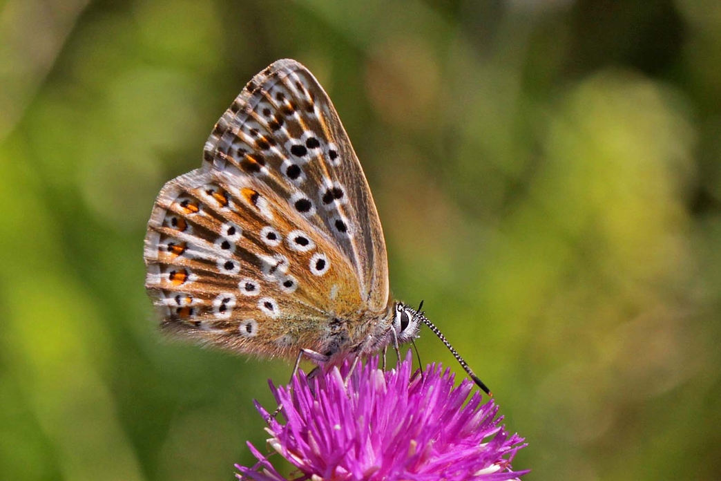 Beguiled by blues – A guide to 'Blue' butterflies | Kent Wildlife Trust