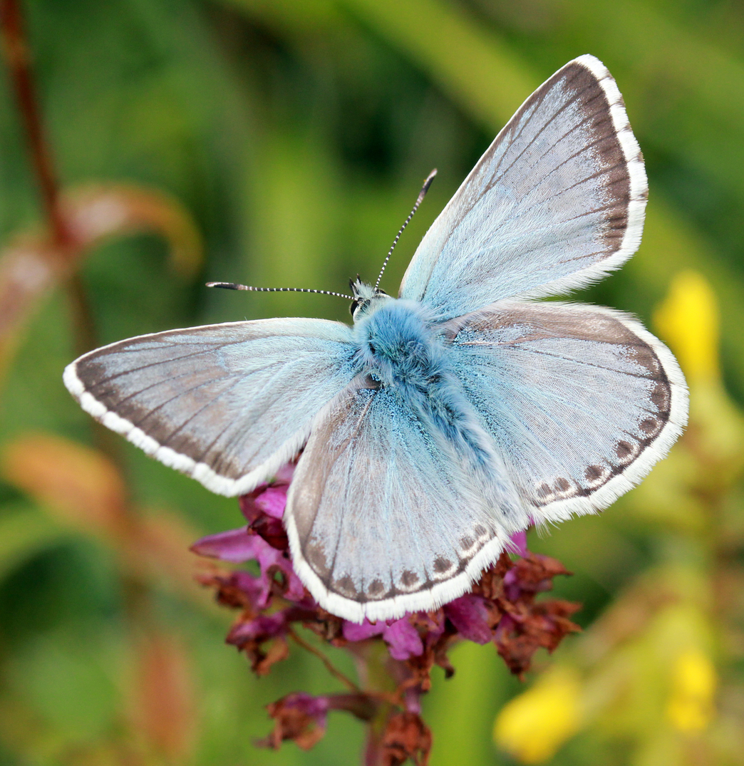 Beguiled by blues – A guide to 'Blue' butterflies | Kent Wildlife Trust