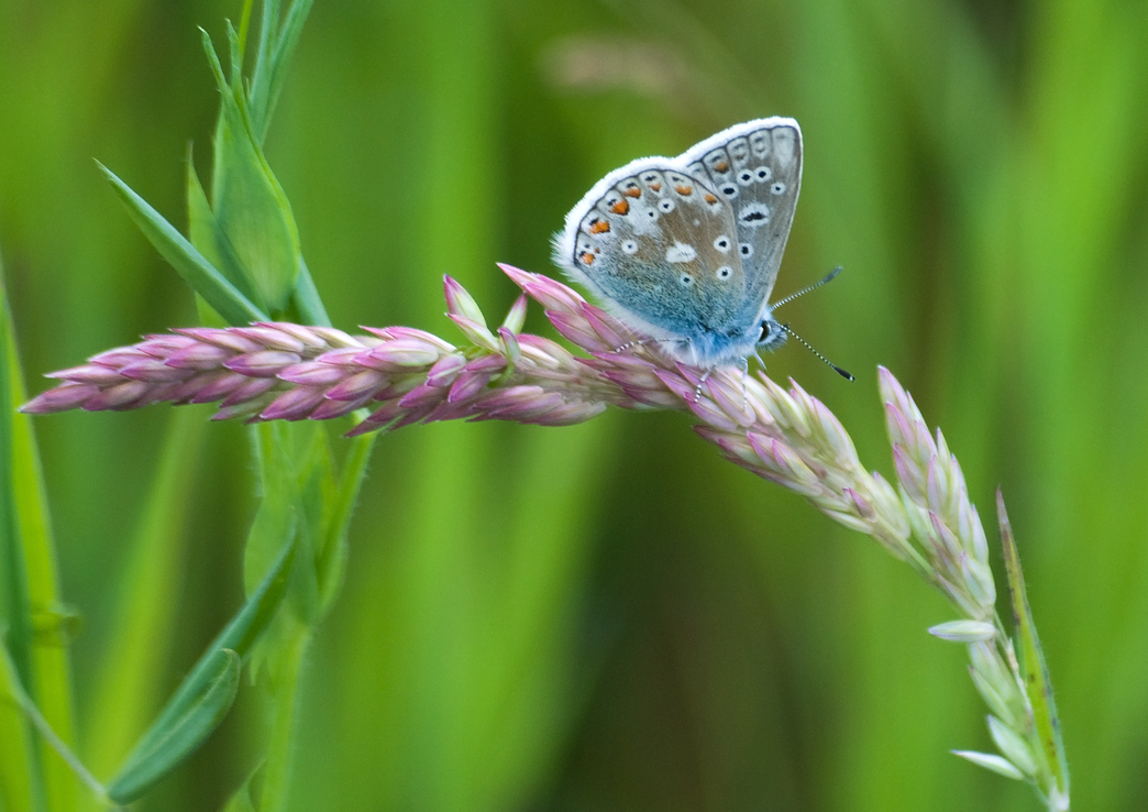 Beguiled by blues – A guide to 'Blue' butterflies | Kent Wildlife Trust