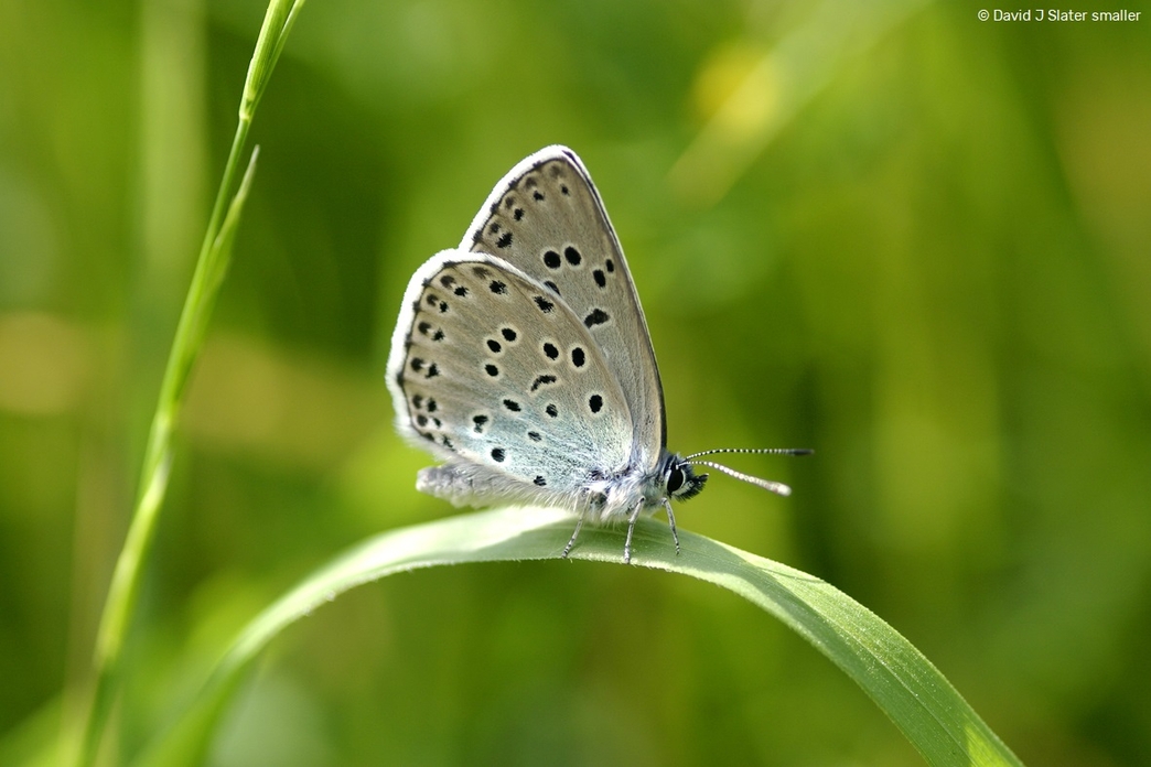 Beguiled by blues – A guide to 'Blue' butterflies | Kent Wildlife Trust