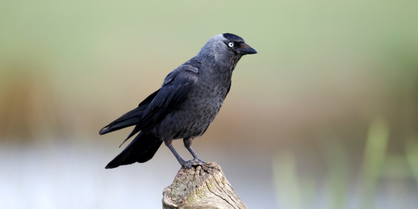 6 places to see corvids in Kent | Kent Wildlife Trust