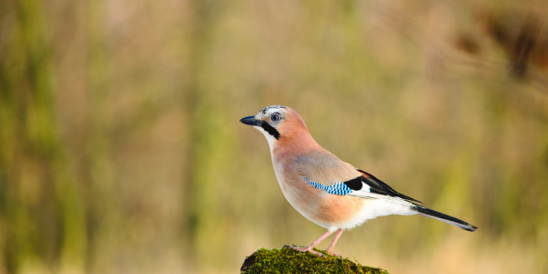 6 places to see corvids in Kent | Kent Wildlife Trust