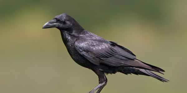 6 places to see corvids in Kent | Kent Wildlife Trust