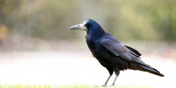 6 places to see corvids in Kent | Kent Wildlife Trust