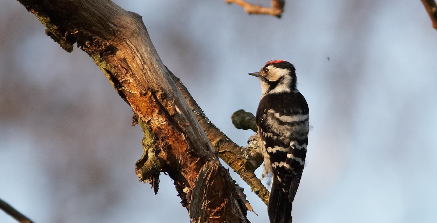Wilder Kent Appeal | Kent Wildlife Trust