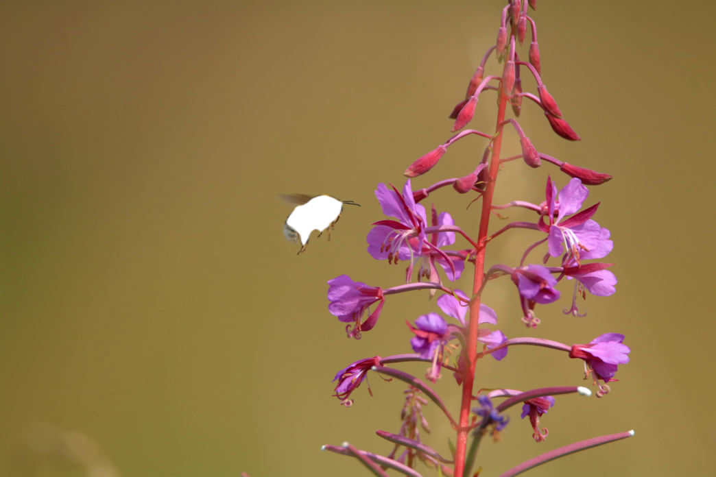 A World Without Nature | Kent Wildlife Trust