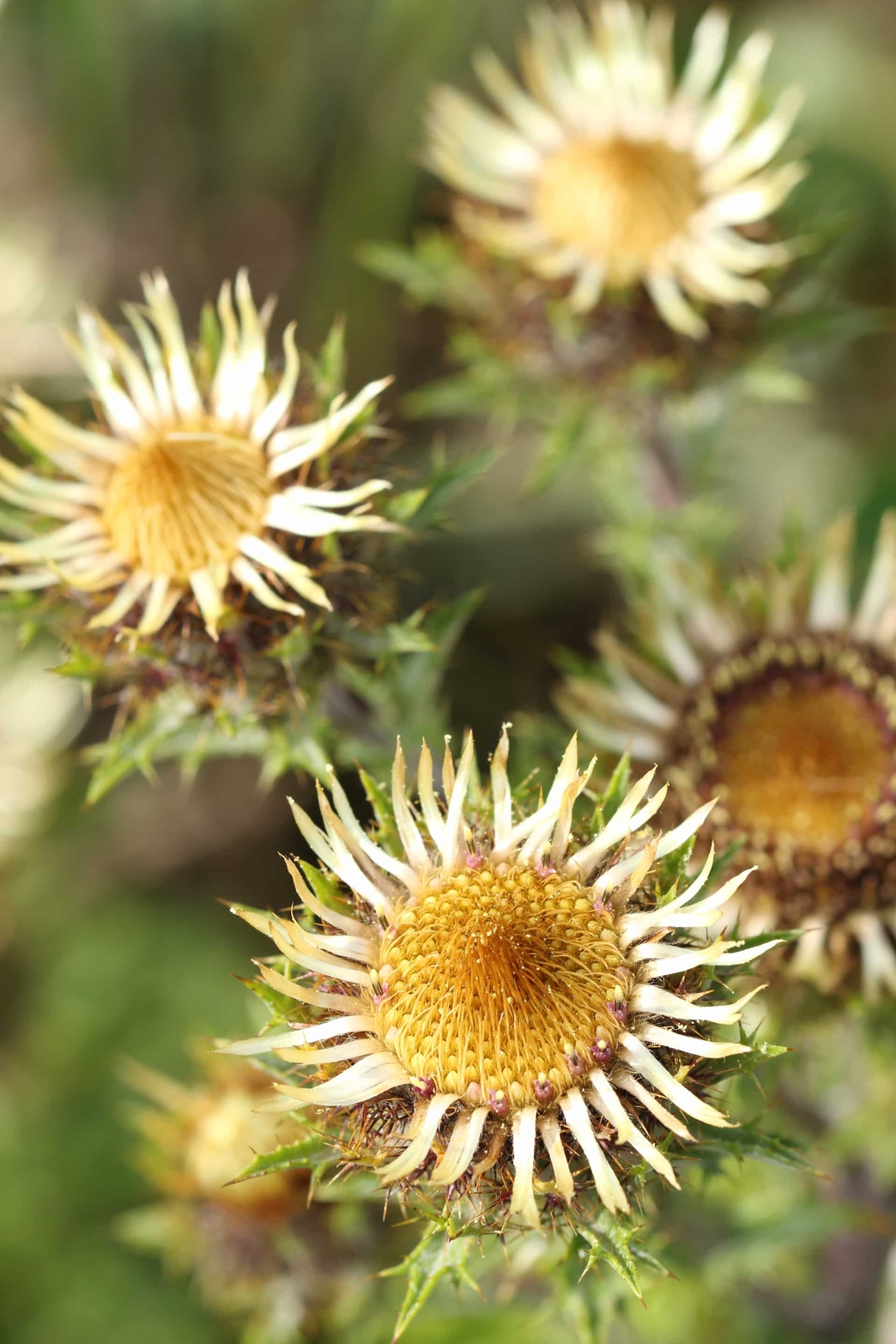 A guide to chalk downland species: From plants to reptiles | Kent ...