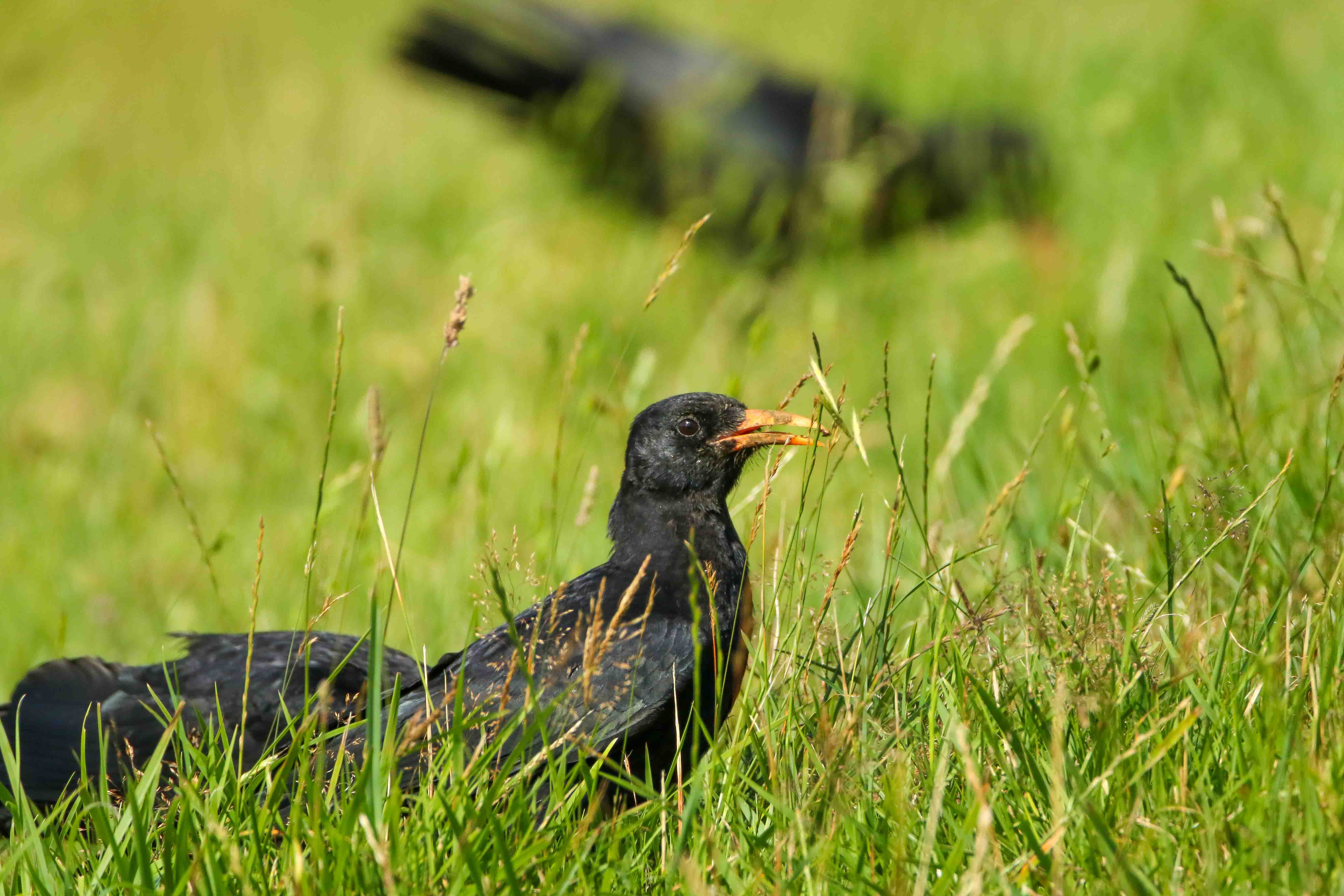 Chough Info Pack | Kent Wildlife Trust