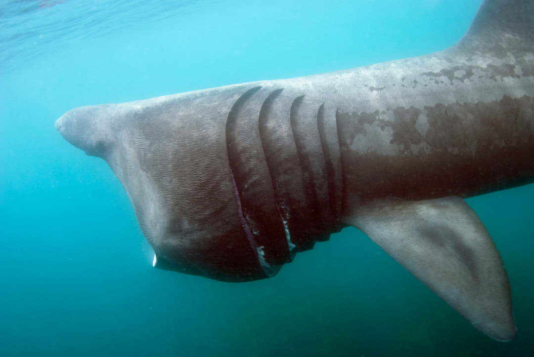 Baby Basking Shark Unexpected Shark Species Are Moving Into Salish