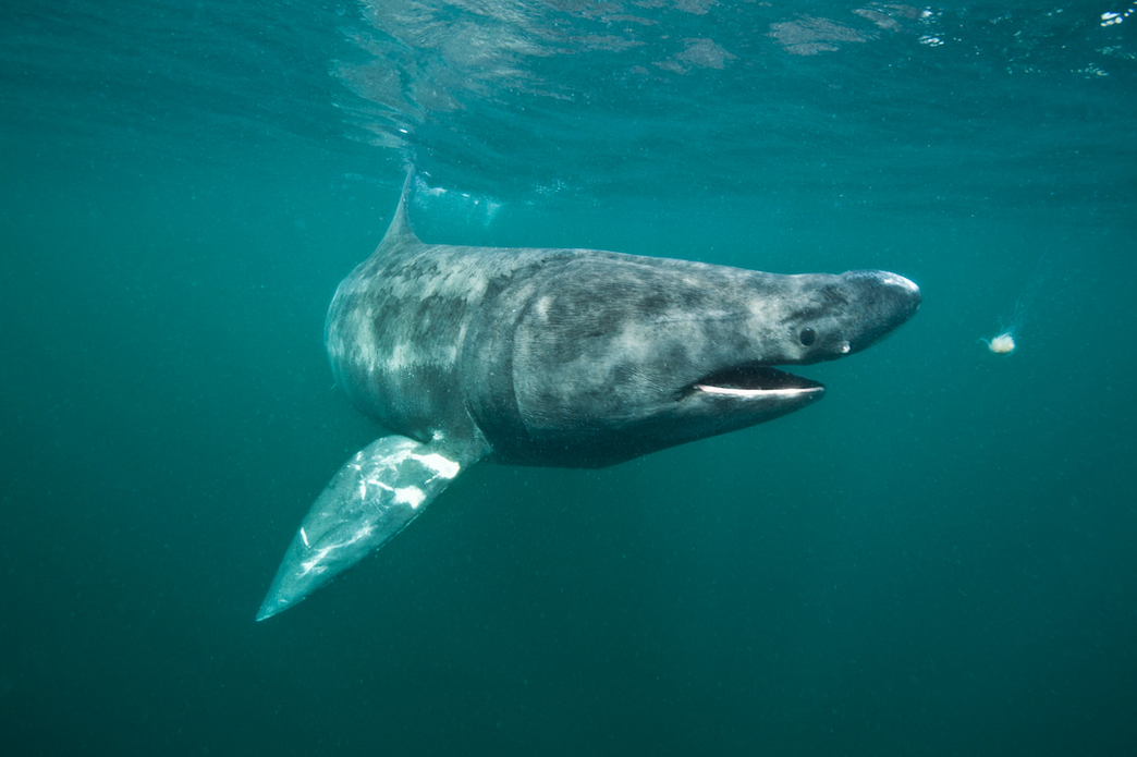 The mysterious basking shark: What we know (& some things we don’t ...