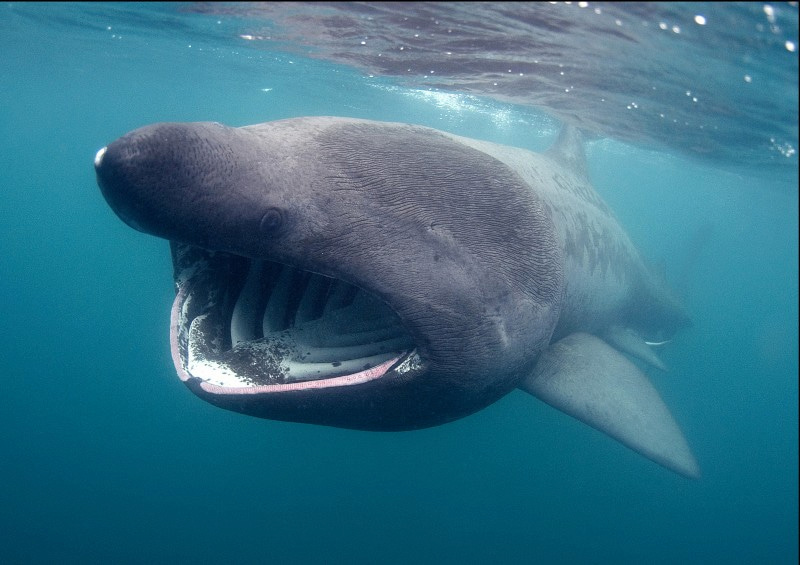 The mysterious basking shark: What we know (& some things we don’t ...