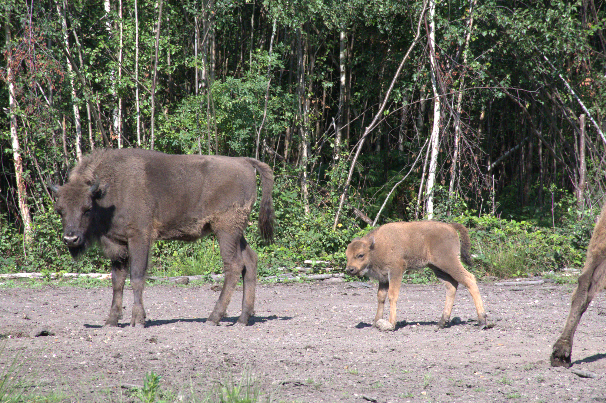 Born to be Wild: Blean welcomes third generation of wild bison in three ...