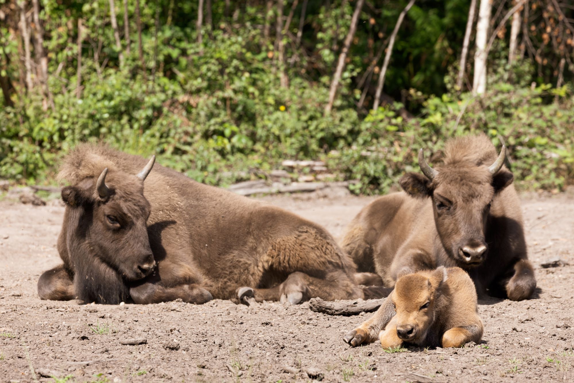 Born to be Wild: Blean welcomes third generation of wild bison in three ...