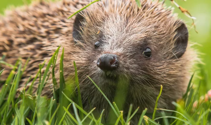 Home | Kent Wildlife Trust