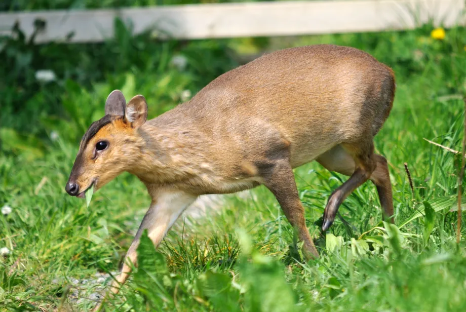 The UK’s deer species & where to spot them | Kent Wildlife Trust