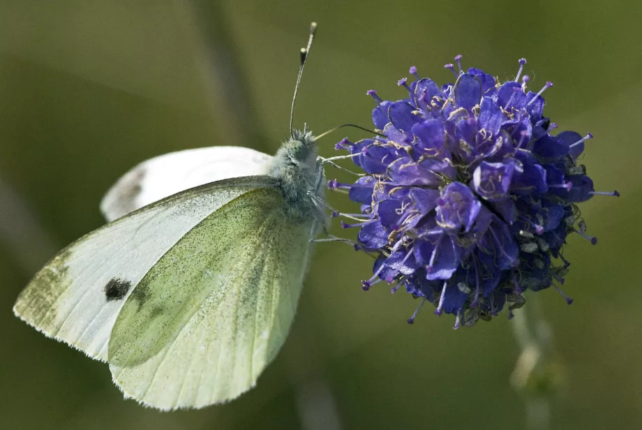 Discover the UK’s insect species & how you can help them | Kent ...