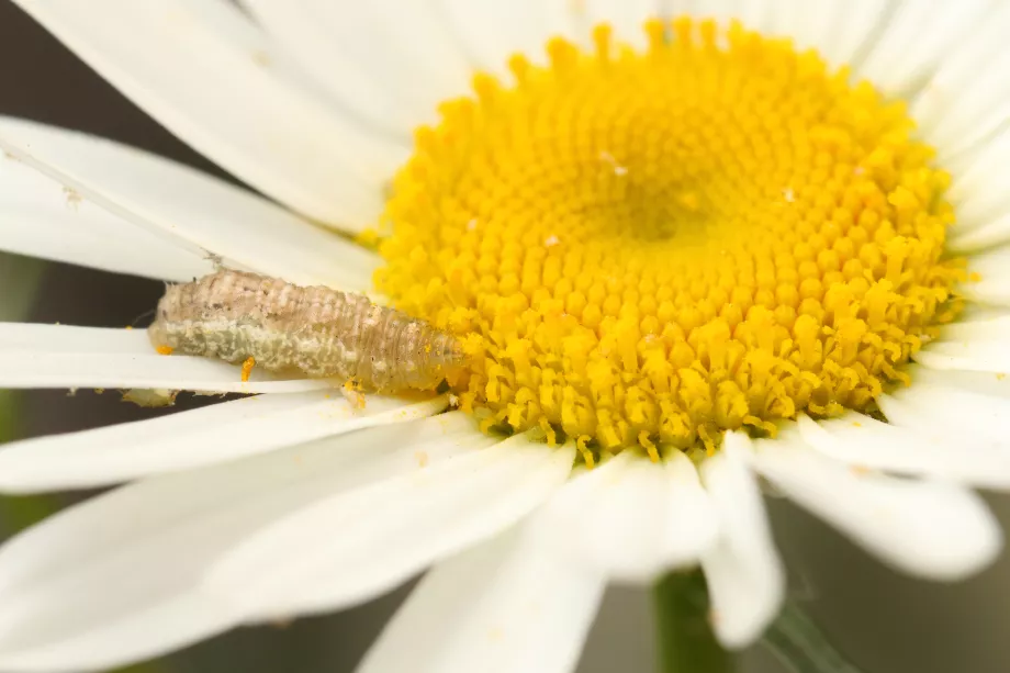 The Cycle of Life of Pollinating Insects | Kent Wildlife Trust