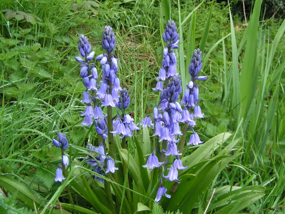 10 Amazing Facts About Bluebells | Kent Wildlife Trust