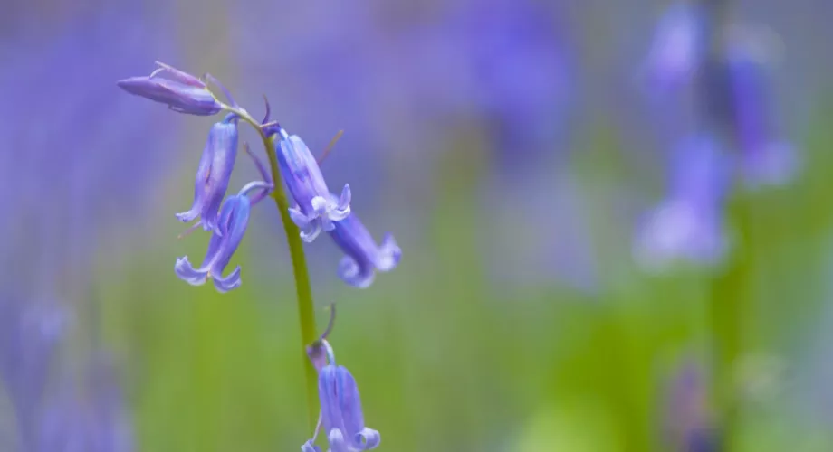 10 Amazing Facts About Bluebells | Kent Wildlife Trust