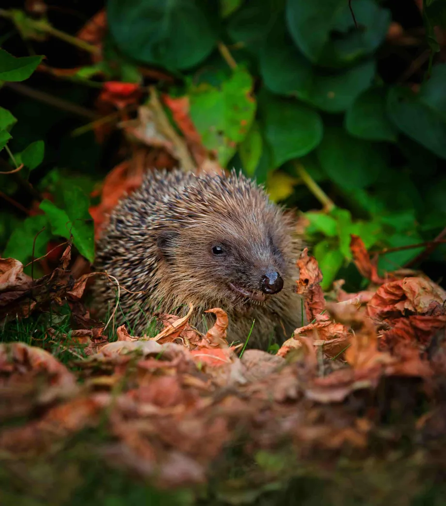 Why are hedgerows important? | Kent Wildlife Trust
