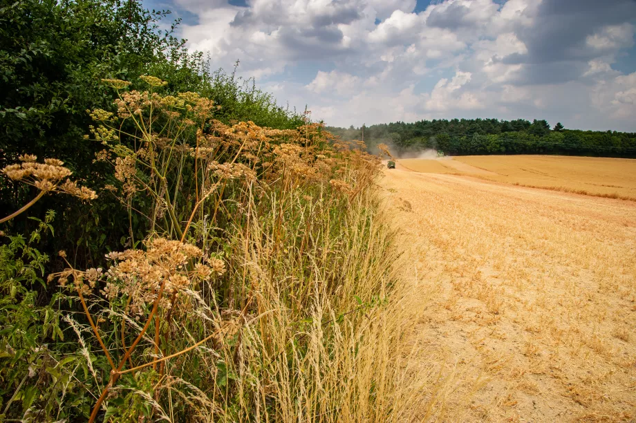 Why are hedgerows important? | Kent Wildlife Trust
